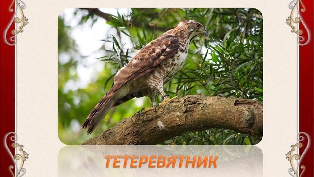 Птицы из красной книги Санкт-Петербурга