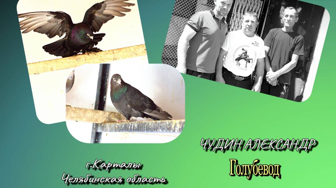 Чудин Александр/ Голубевод. г. Карталы. 89954687805