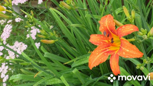 MovaviClips_Video_20230807-211138