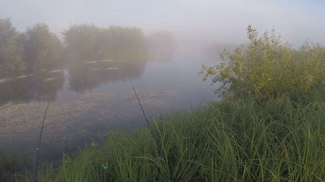 Ловля крупных карасей на удочку в середине лета.