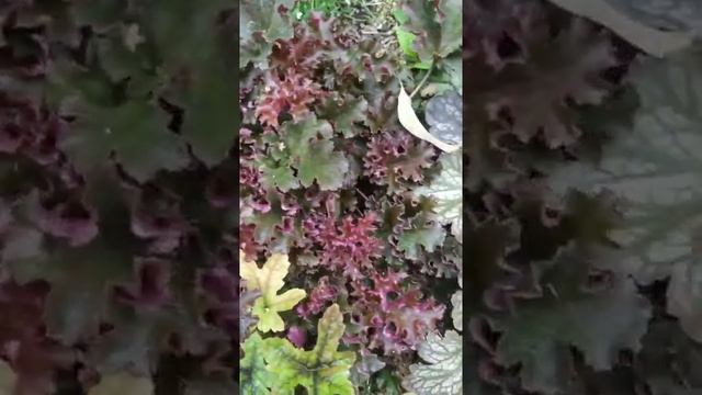 #shorts #гейхера #geyhera.mp4