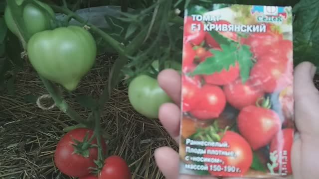 Томат f1 Кривянский