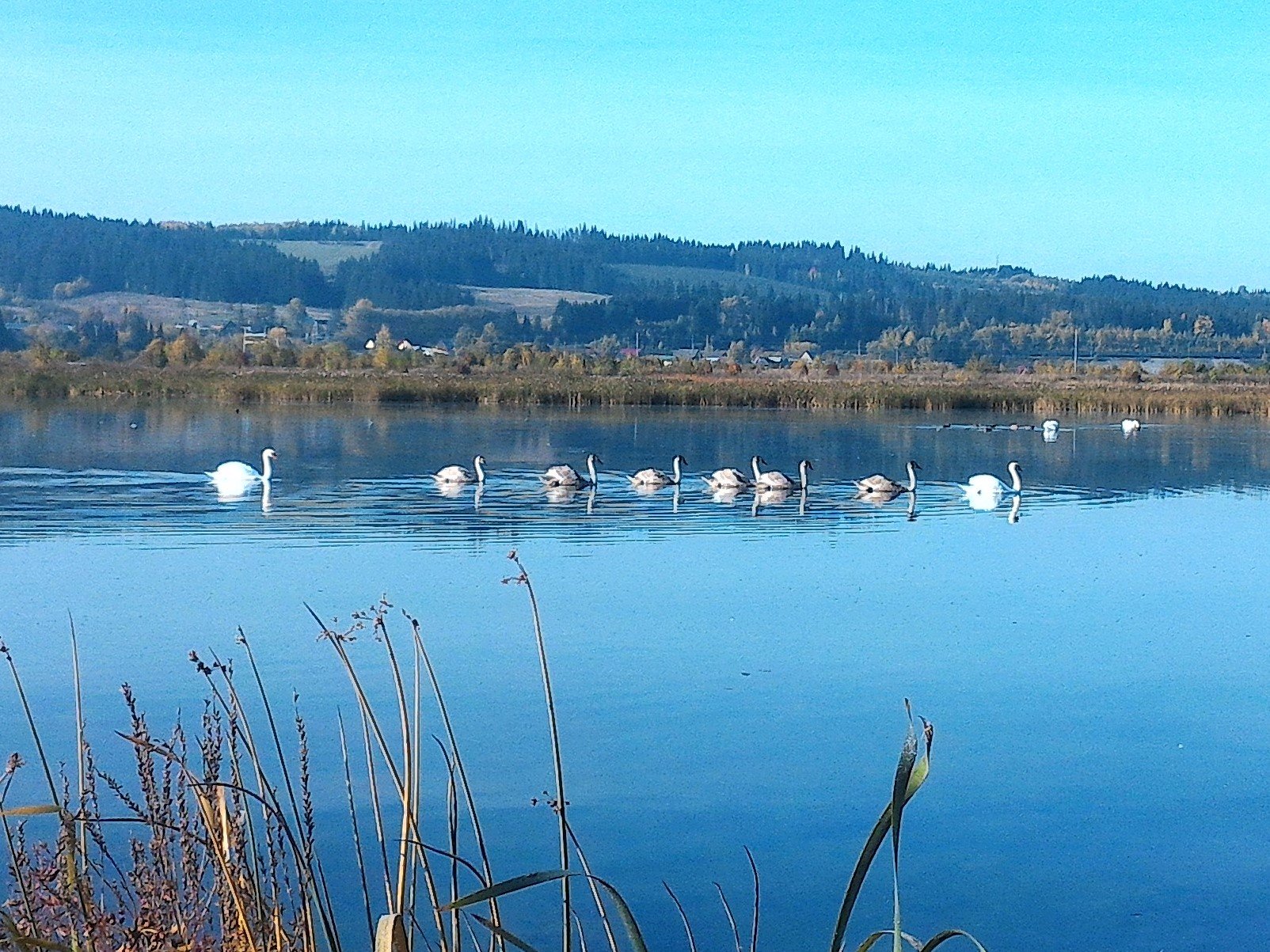 03 Купая трепет крыл... Семья с шестью лебедятами. Усть-Кишерть