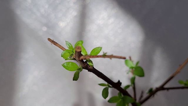 Зеленый крупнолистный 10