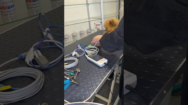 Ветеринарный портативный монитор M6V, измерения на животном