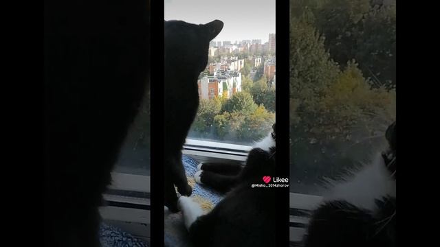Жизнь Кексика😸6 Часть