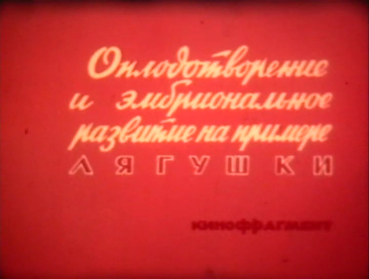 Оплодотворение и эмбриональное развитие на примере лягушки и утёнка