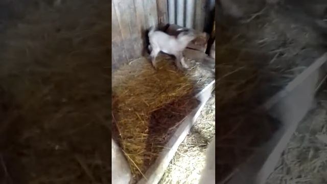 Козлята,нам сегодня третий день