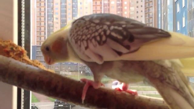 Ручной попугай подает лапку и идет на руку. Корелла самка возраст 8 мес