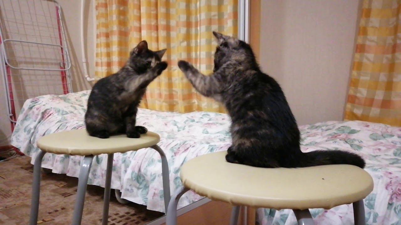 Мурка очень любит в зеркало смотреться.