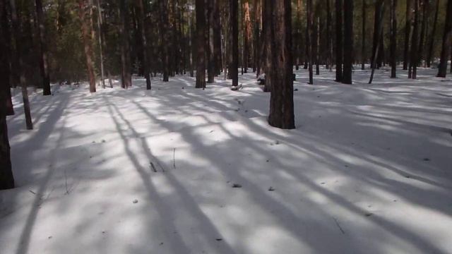 Ориентирование в тайге, как выглядит квартальная просека
