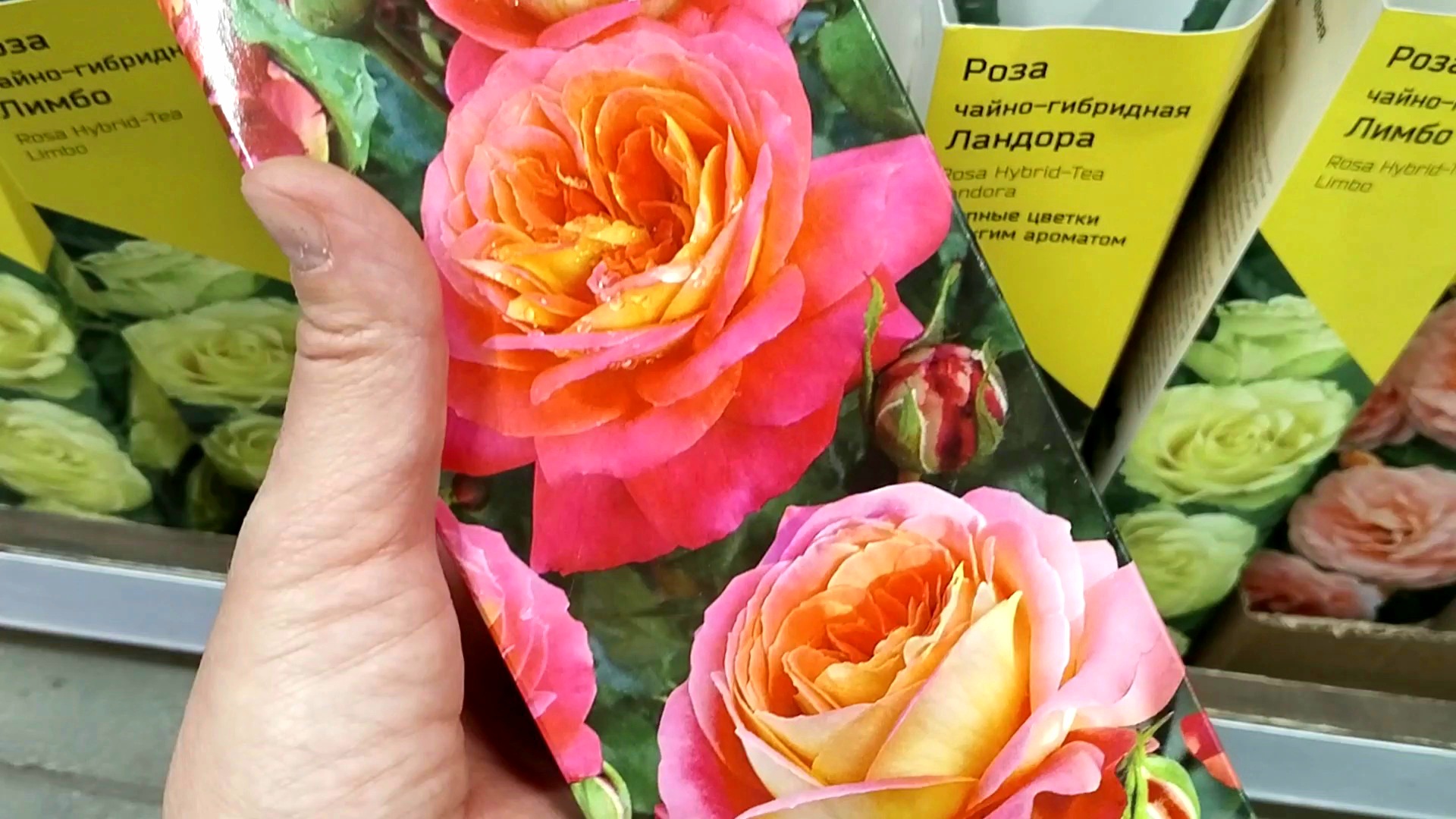 ?Саженцы Роз в Леруа Мерлен⚘Хорошо Разбирают??