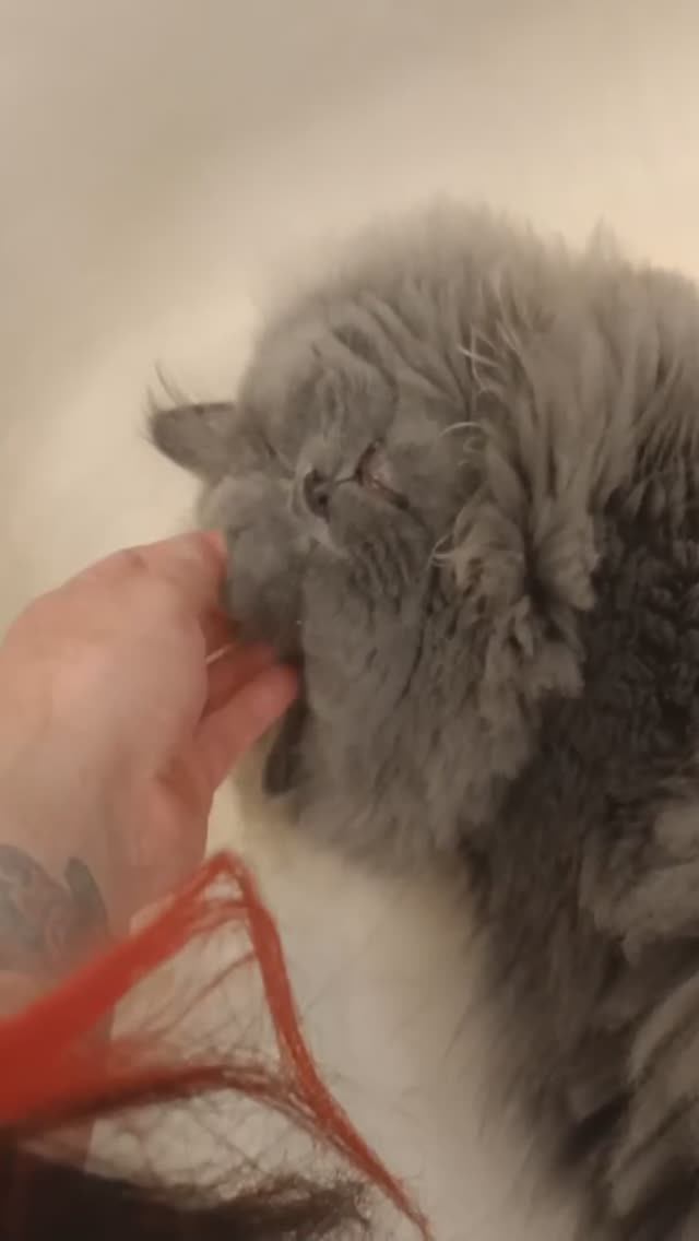 Кошка Боня принимает воздушную ванну