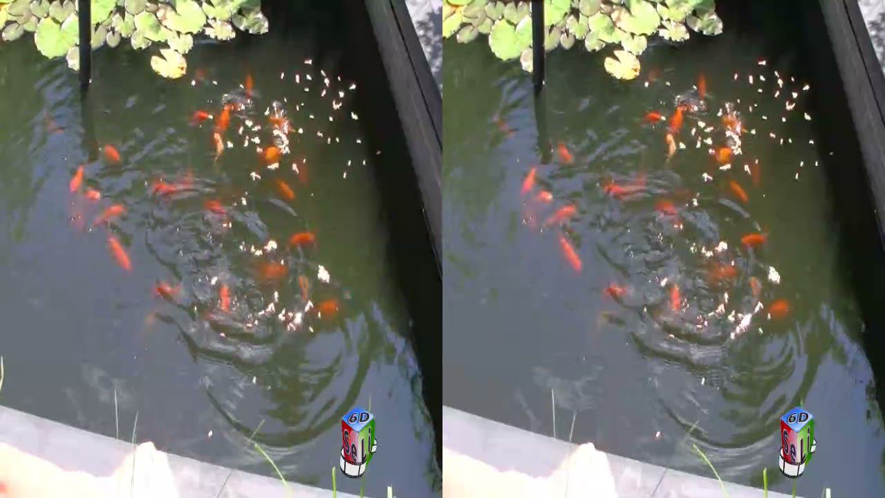 3D. Золотые рыбки. Простая дрессировка