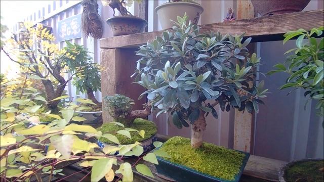 Бонсай осень 2023 год музыка Игорь Малыгин Сентябрь Игорь Бутман Ностальгия