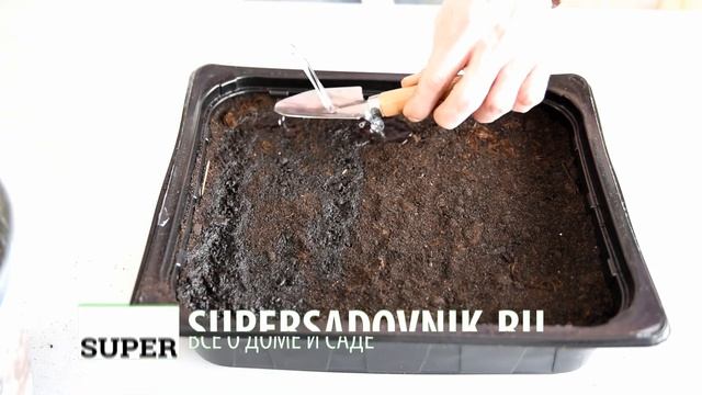 Как правильно поливать только что посеянные семена