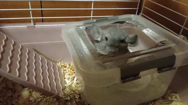 Шиншилла моется.