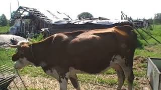 Гнус побеждает! Корова не хочет пастись.  Обрабатываем всё дельцидом