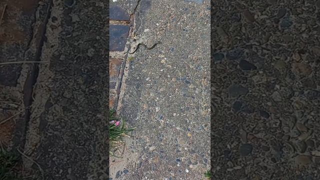 УЖ ОБЫКНОВЕННЫЙ НА КУБАНИ