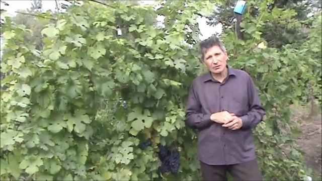 Виноградарь Фаддеенков Н.Н.