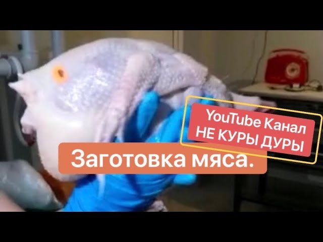 Убой бройлера в домашних условиях. Выращивание бройлеров.