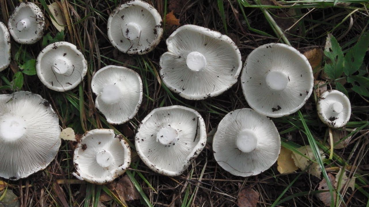 ГРИБЫ  2019 Г   ГРУЗДЬ СУХОЙ    ОЧЕНЬ МНОГО   ГРИБОВ