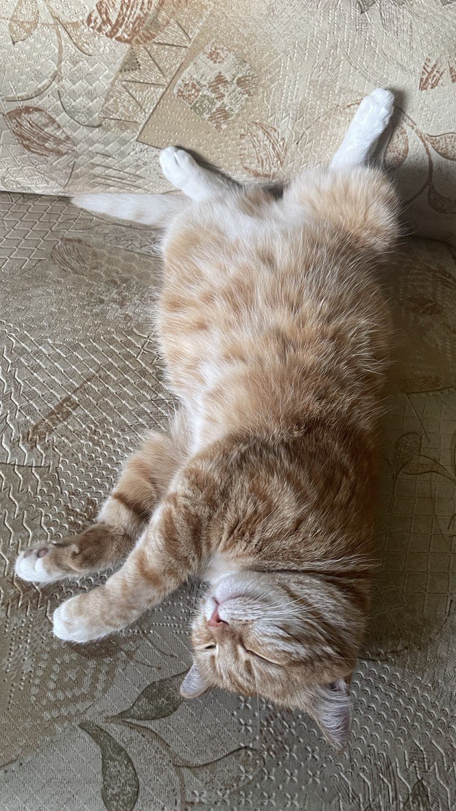 Прелестная рыженькая кошечка отдыхает.