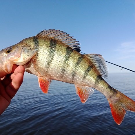 Окунь достаточно живуч!