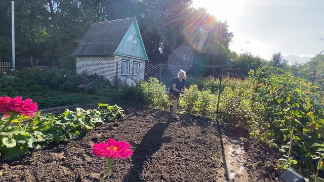 Сидераты против сорняков! Сажаю лекарственное растение Иссоп.