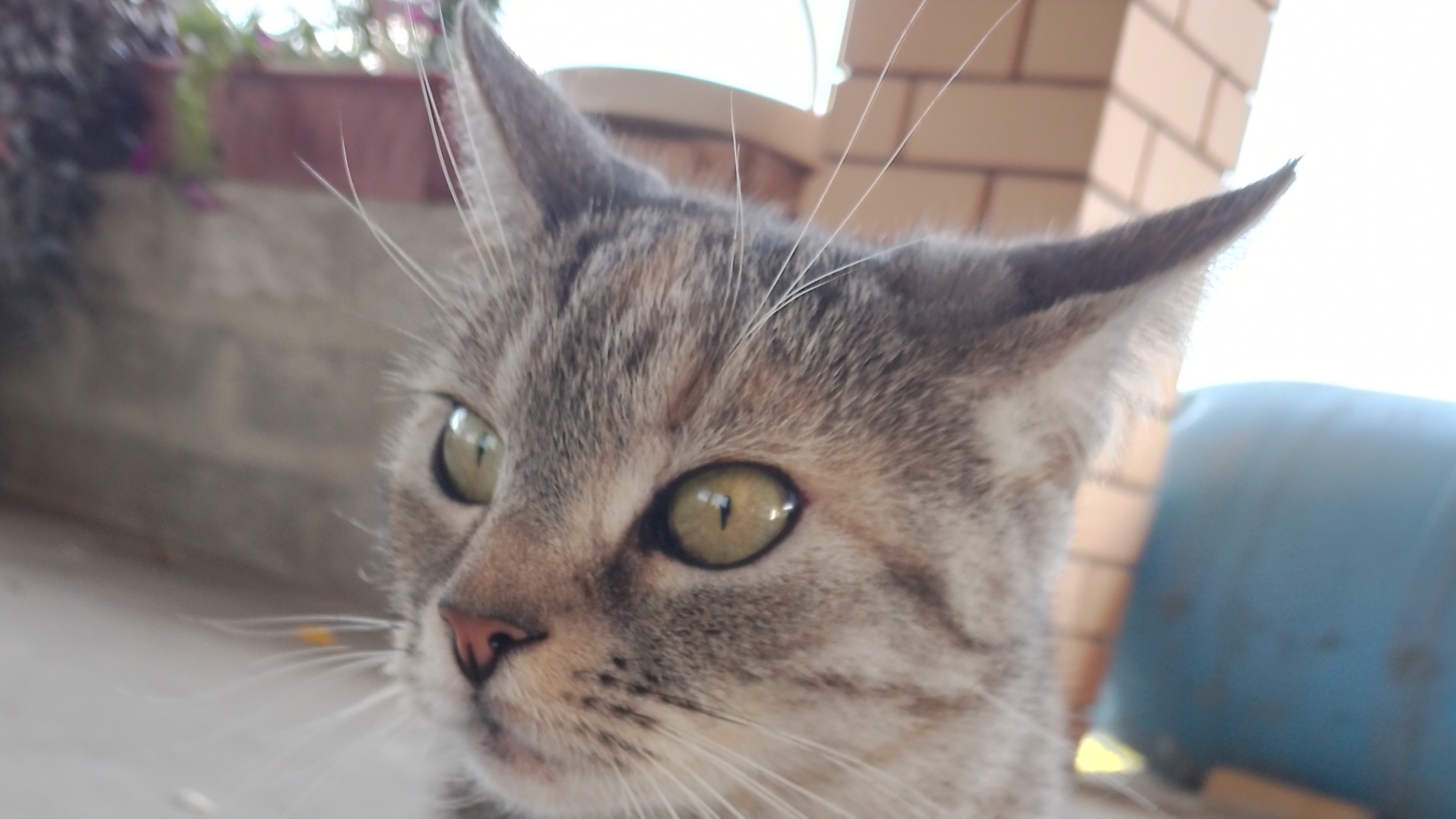 смотрим видео 2 часть🐱