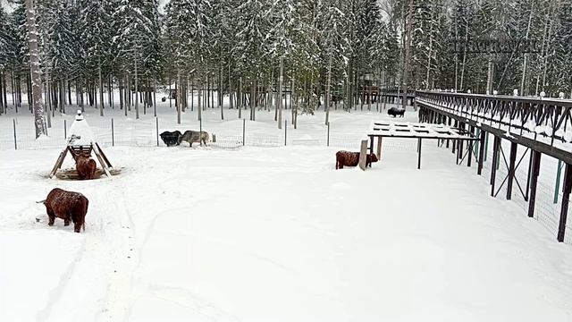 Сафари-парк Изумрудный лес, Экскурсии Подмосковья