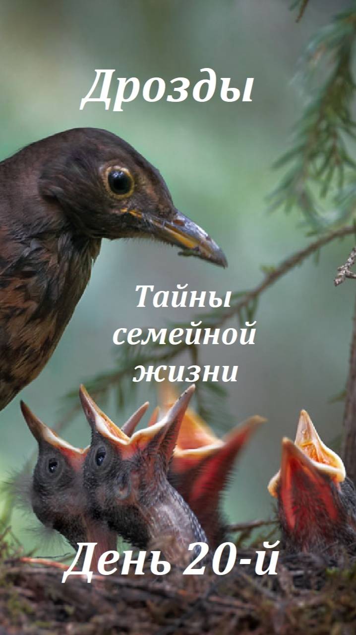 Птица дрозд. Тайны семейной жизни. День 20 - й