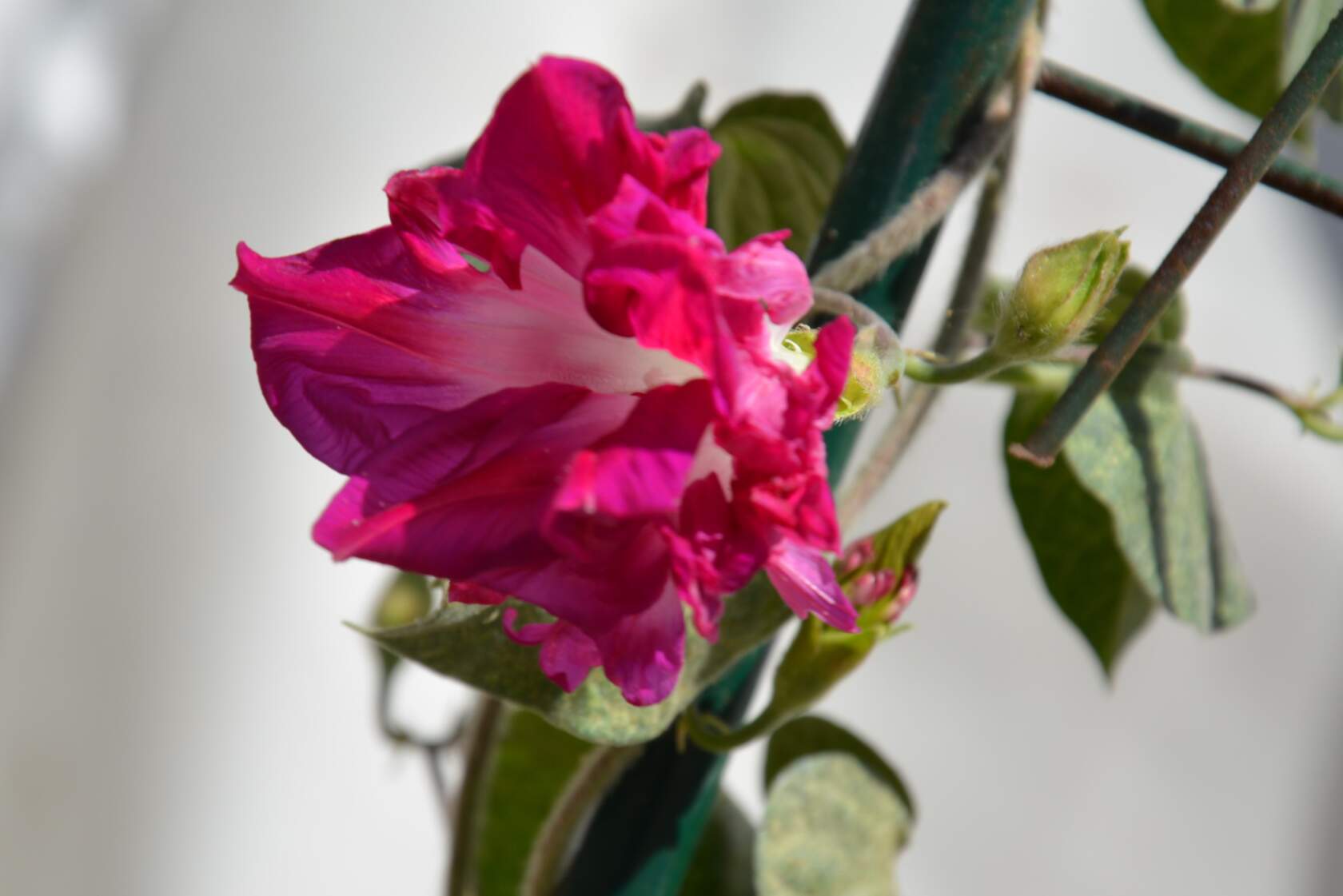 Ипомея махровая