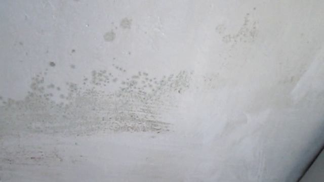 как избавиться от плесени на потолке, на стенах