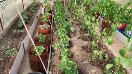 Высаживаю перцы в теплицу 29 апреля..  Чем заправила лунки.