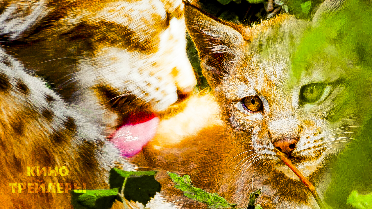 Линцесса. Тайны леса - русский трейлер