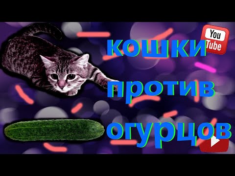 Смешные кошки  против огурцов
