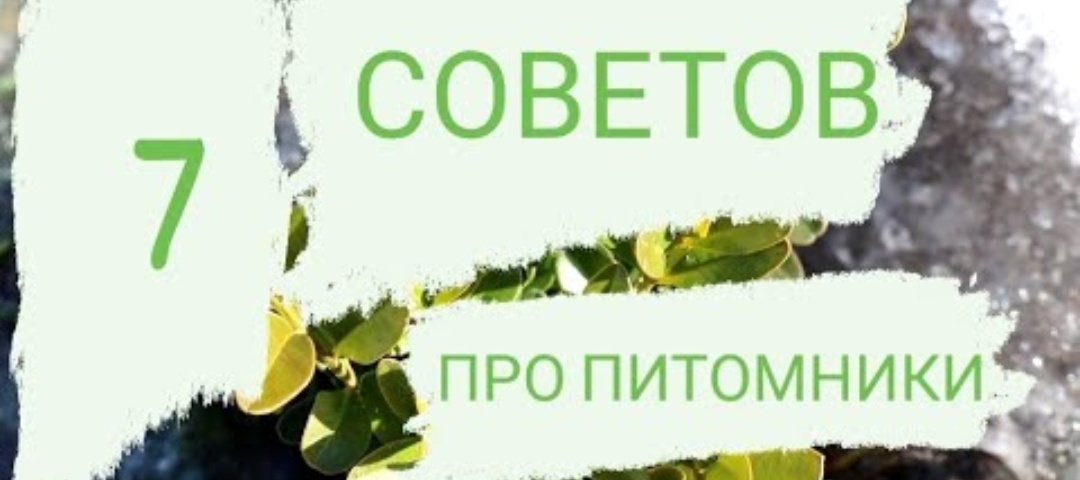 7 СОВЕТОВ ТЕМ, КТО ПЕРВЫЙ РАЗ ПЛАНИРУЕТ ПОСЕТИТЬ ПИТОМНИК???