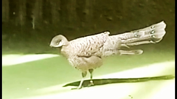 Павлиний фазан