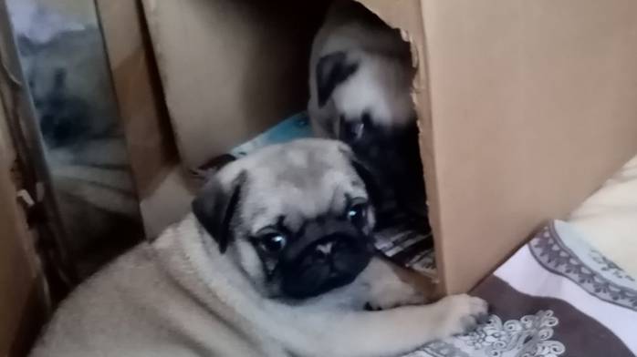 Поцелуйчики...#Мопсы