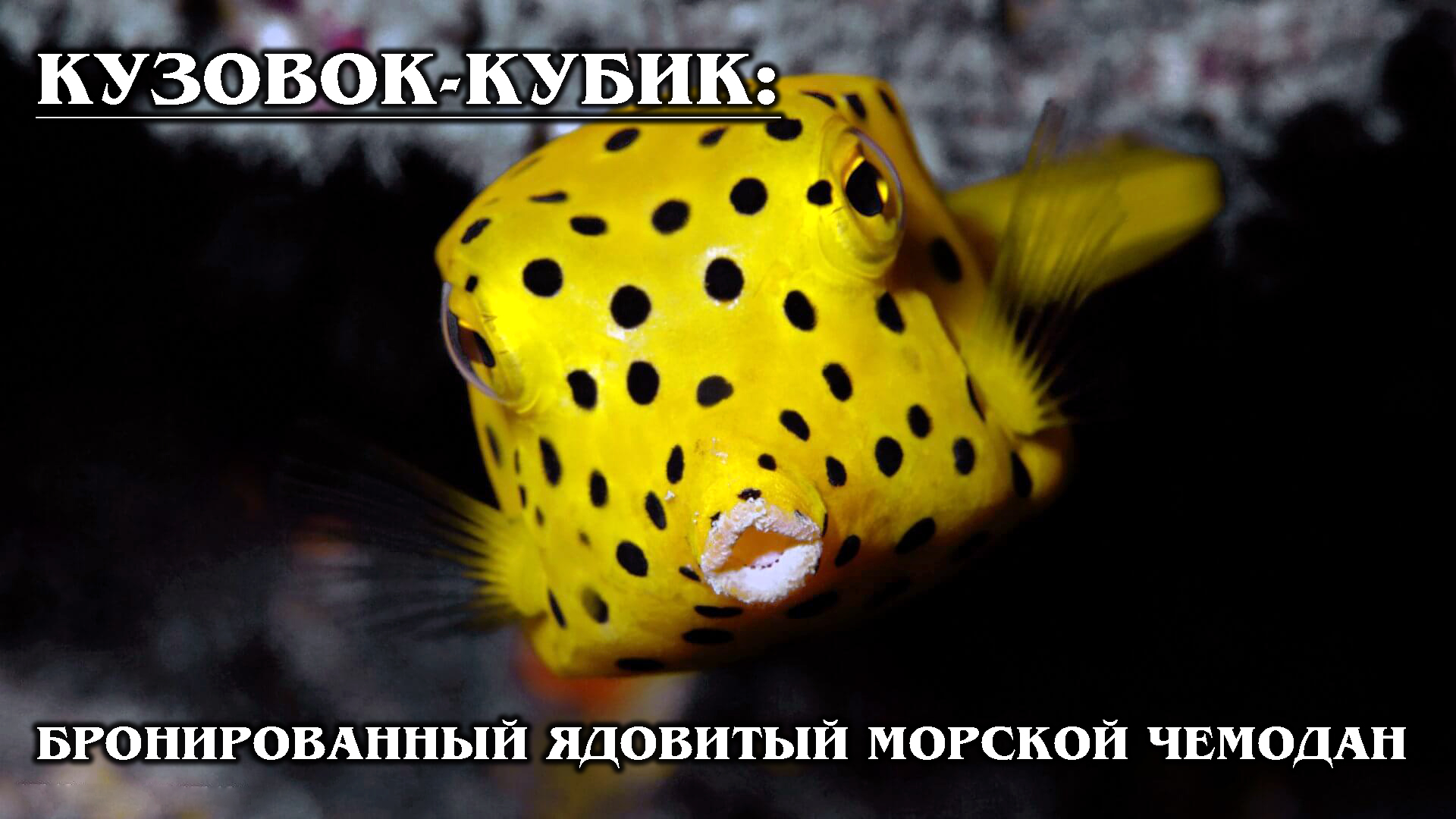 КУЗОВОК-КУБИК: Бронированная и ядовитая морская рыба в форме кубика | Интересные факты про рыб