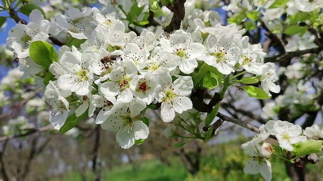 Цветение груши, пение птиц. Абсолютное восстановление и релакс !!