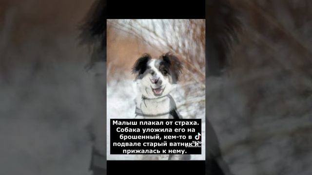 Собака спасла ребенка под завалами!
Обязательно посмотрите!