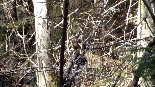 Крапивник поёт в весеннем лесу. Песня крапивника