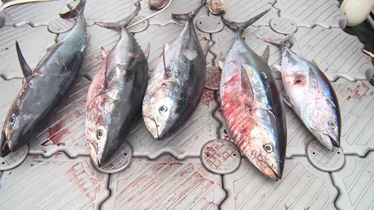 День сахалинского тунца 2024