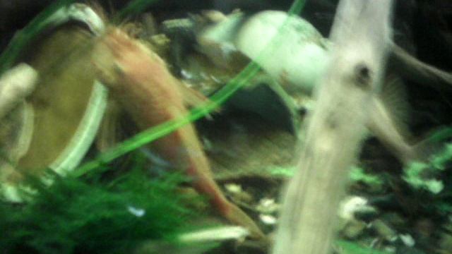 Драка самцов Анцитрусов часть 3_20180207