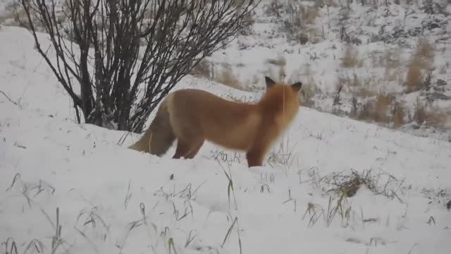 Лиса на охоте