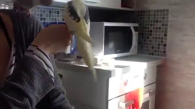 Корелла попугай имитирует спаривание. Самец или самка.  Какого пола попугай Кеша Гермафродит