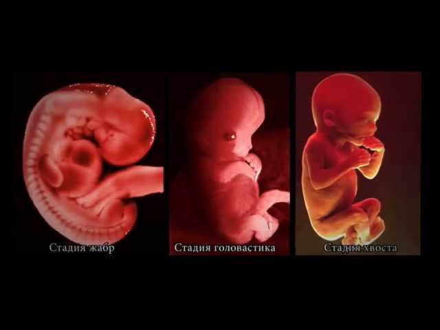 Многообразие жизни. Серия 'Человек'. Часть I