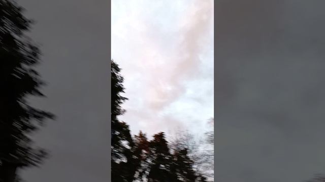 Соловьи? Не соловьи? Вроде рано еще...